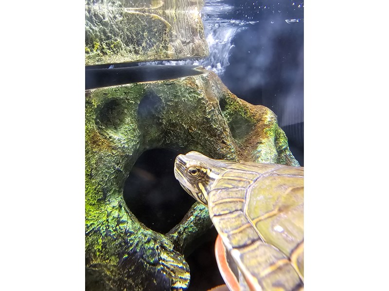 Western Painted Turtle - Petland Albuquerque, NM