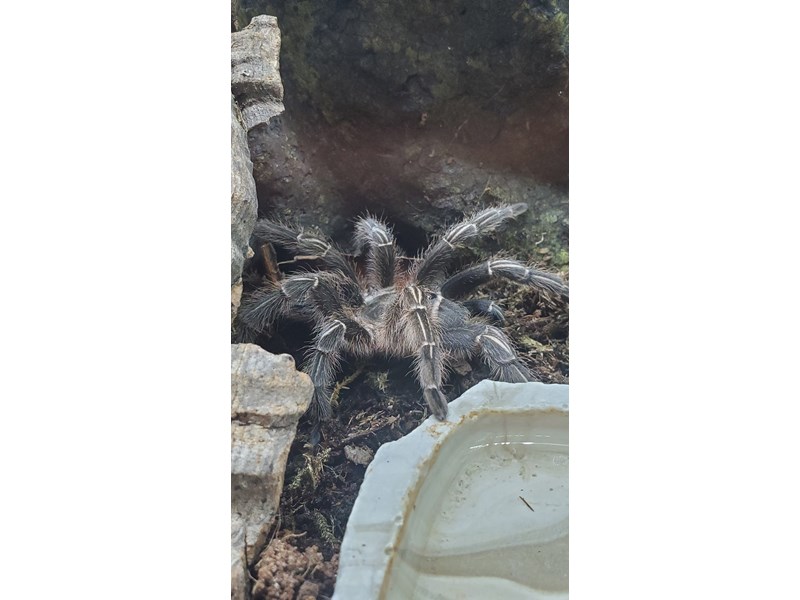 Striped Knee Tarantula - Petland Albuquerque, NM